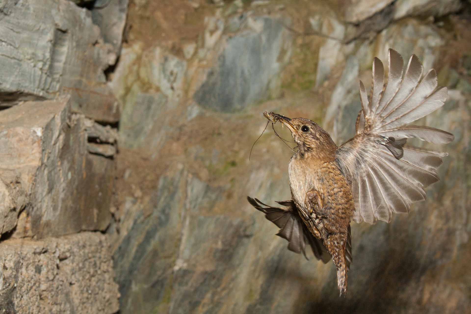 Carriça – Santuário Animal Vida Boa