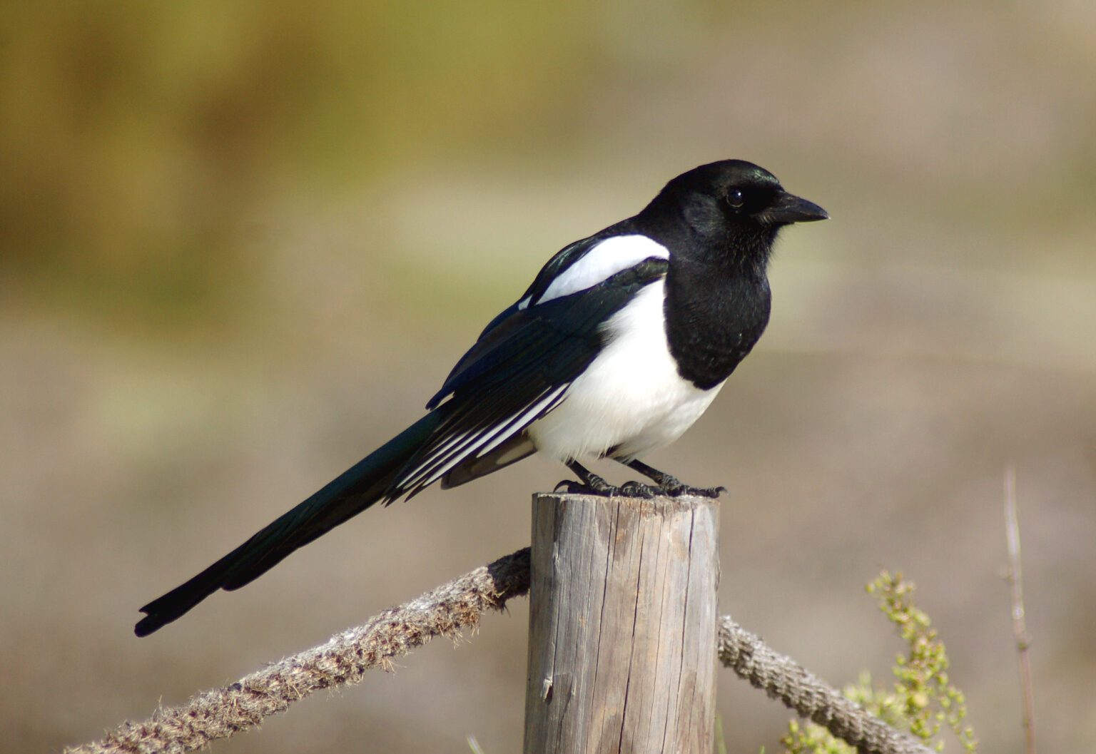 Pega-rabuda – Santuário Animal Vida Boa